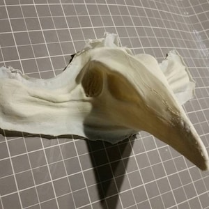 Bird Bone Beak Prosthetic (slip Latex) - Etsy
