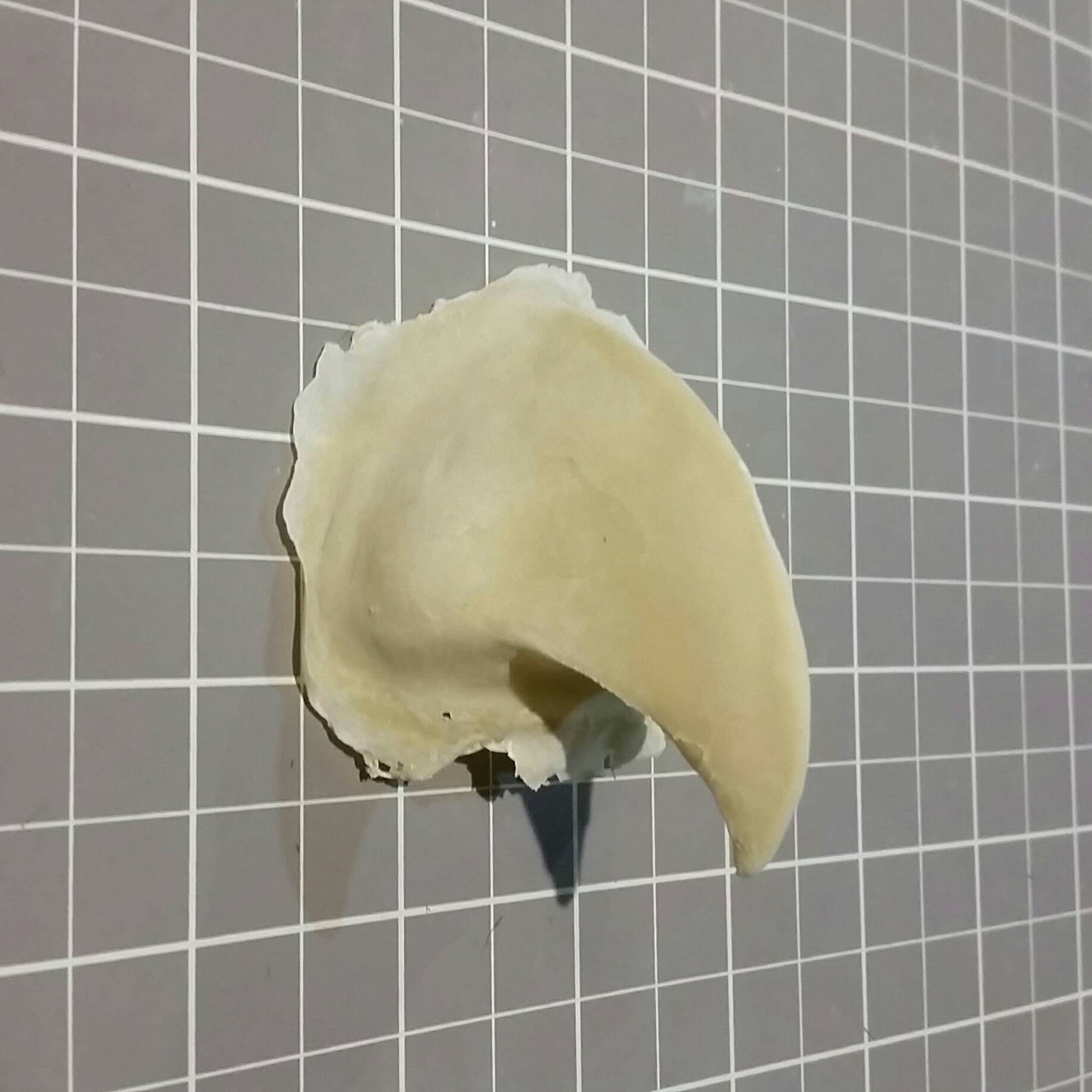 Bird Nose/beak Prosthetic (slip Latex) - Etsy