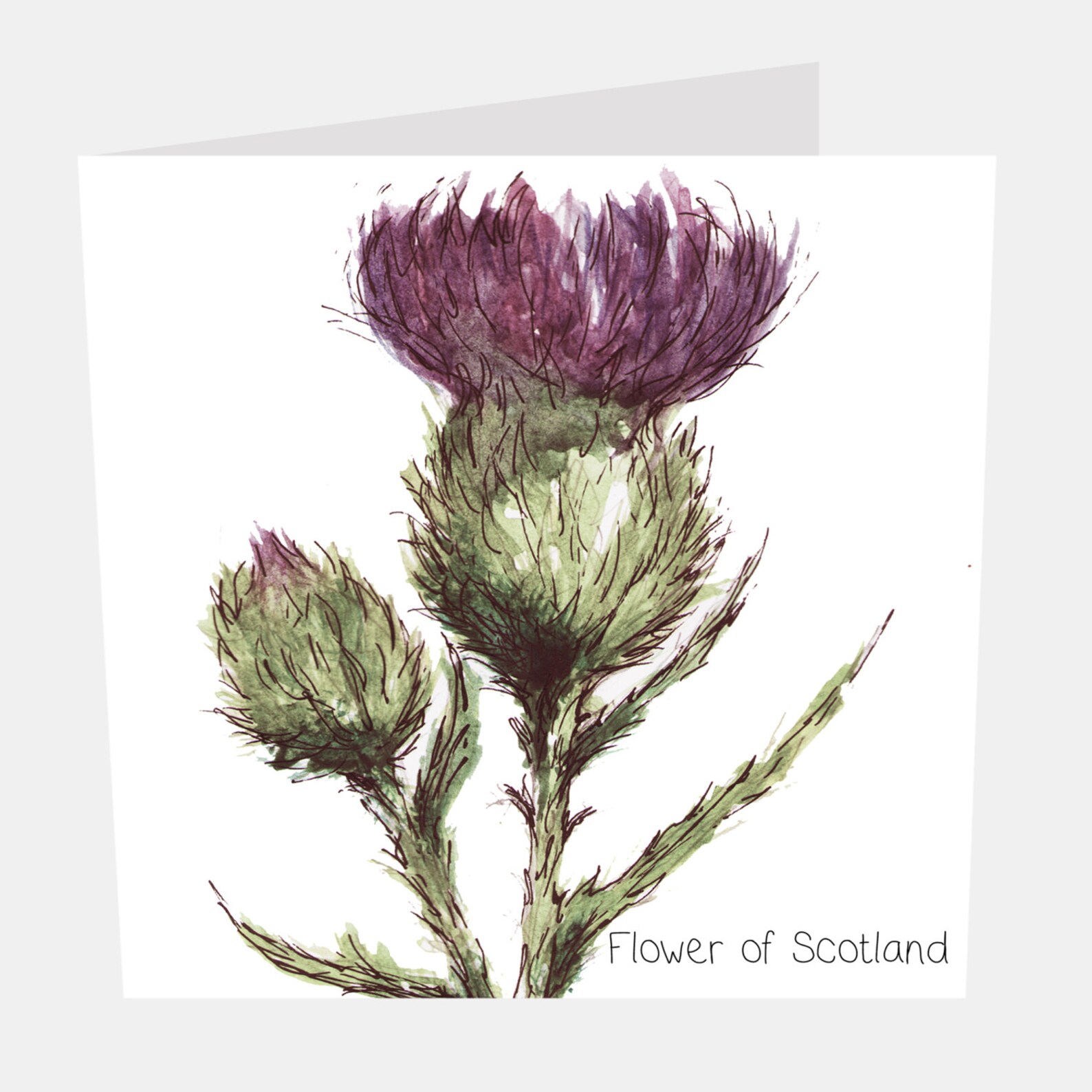SCOTTISH CARD | Thistle | Flower of Scotland - Greetings Card ...