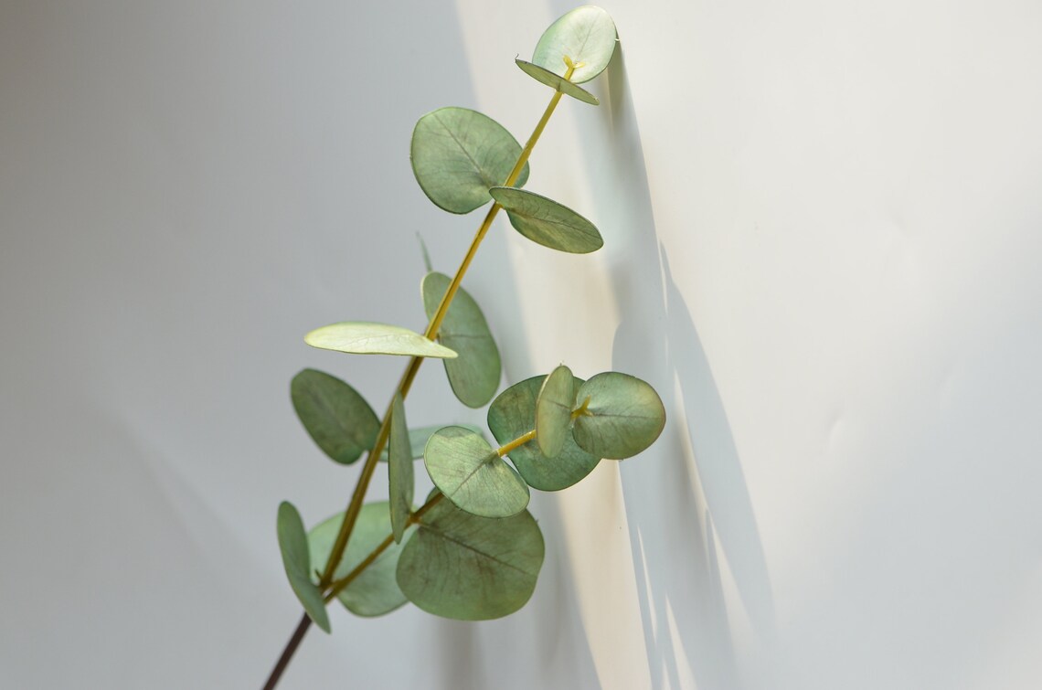 Sage Green Eucalyptus Real Touch Eucalyptus Vintage - Etsy Canada