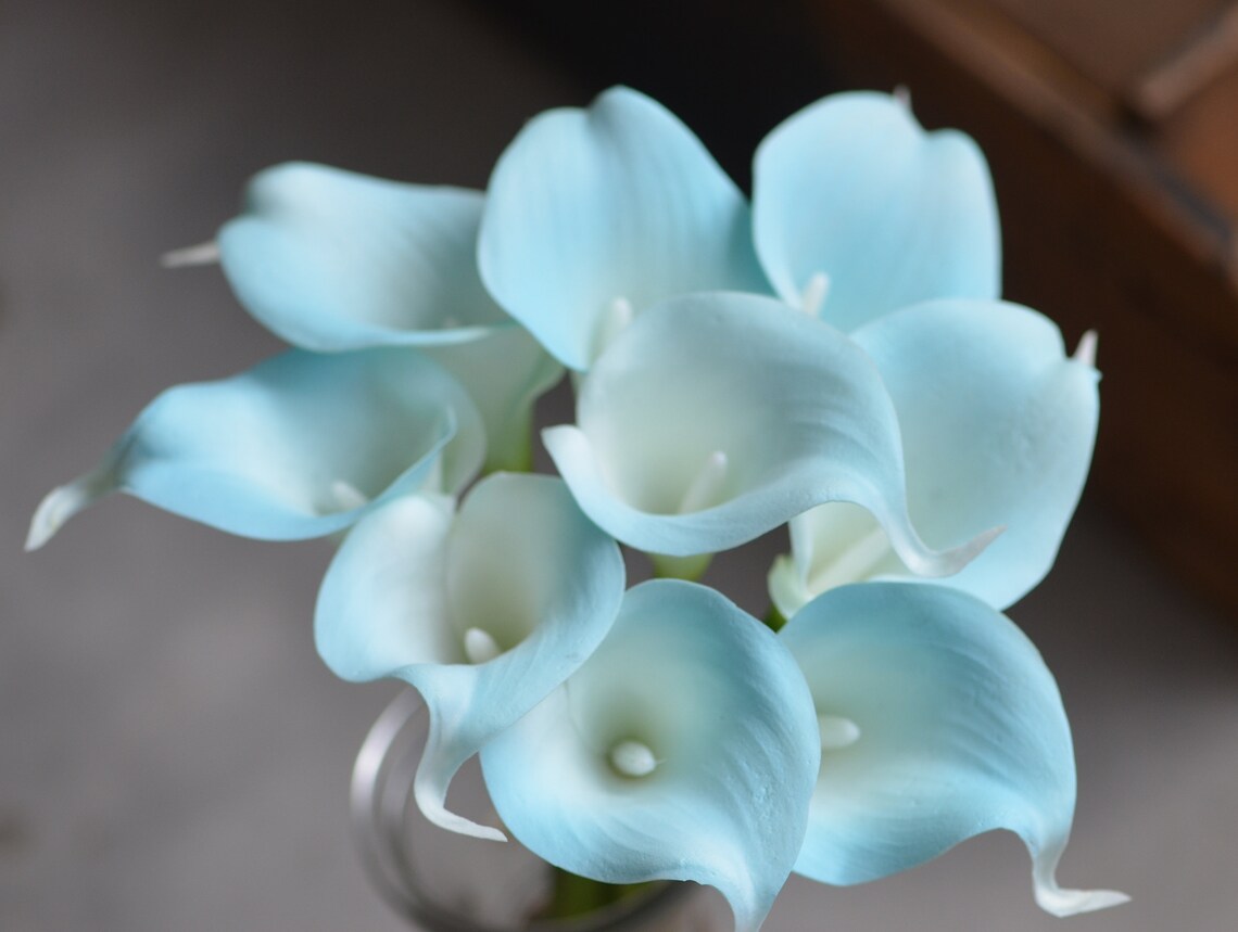 Egg Blue Turquoise Calla Lilies Real Touch Callas For DIY | Etsy