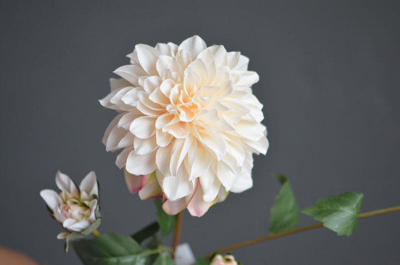 Dust Pink Ivory Faux Dahlia White Dahlia Flowers Gradient - Etsy