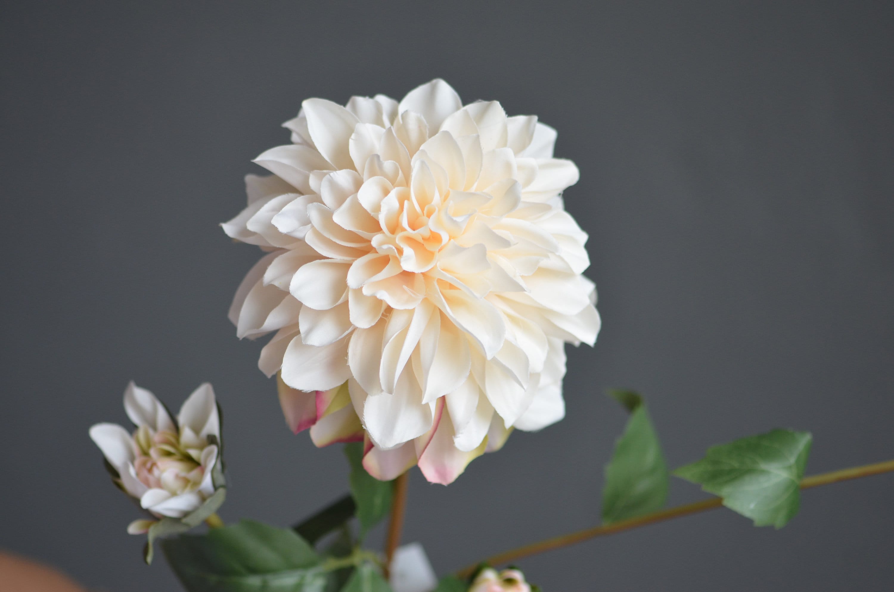 Dust Pink Ivory Faux Dahlia White Dahlia Flowers Gradient | Etsy