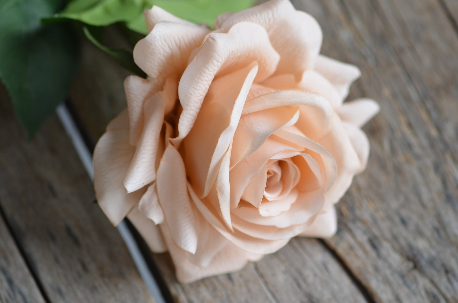 Morandi Pink Roses Vintage Tan Beige Garden Roses Real Touch - Etsy