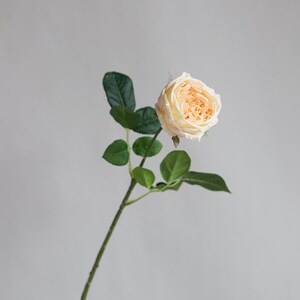 24” Faux Real Touch English Cabbage Roses-ivory, Extremly Realistic ...
