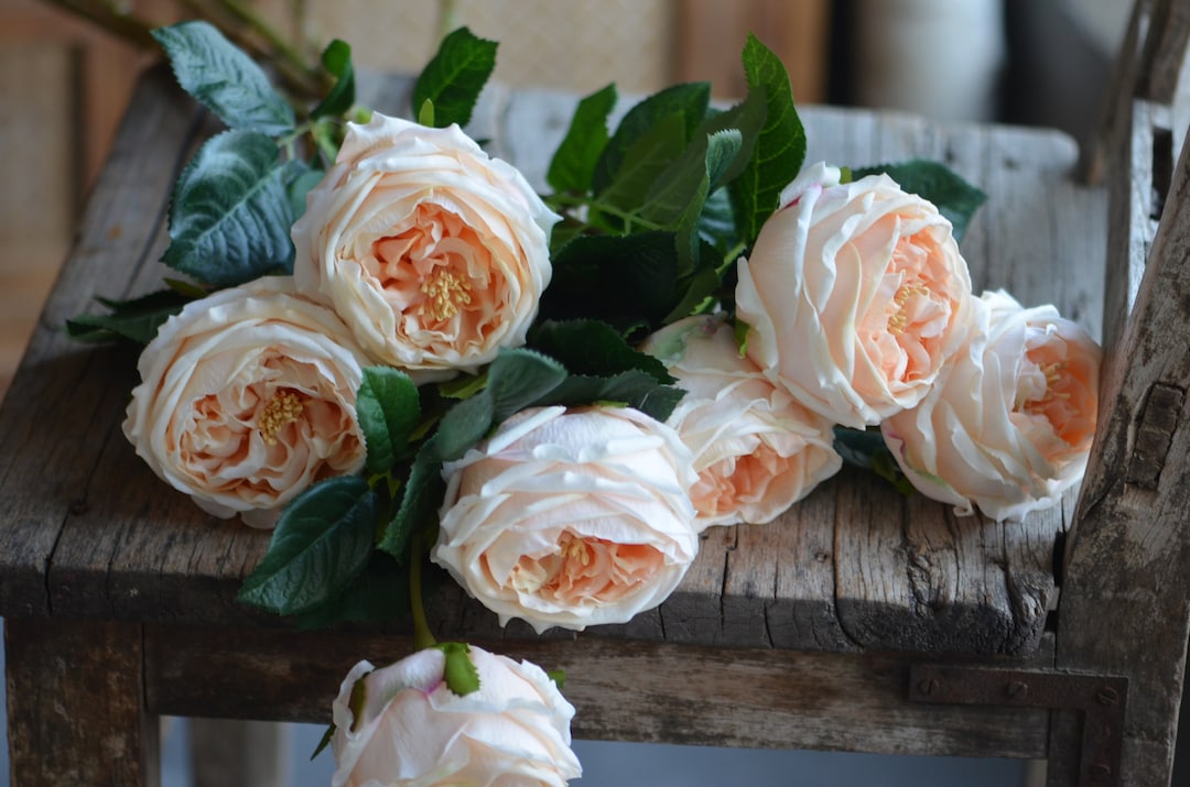 Rose Austin finte color champagne da 24", gambo di rosa cavolo color ...