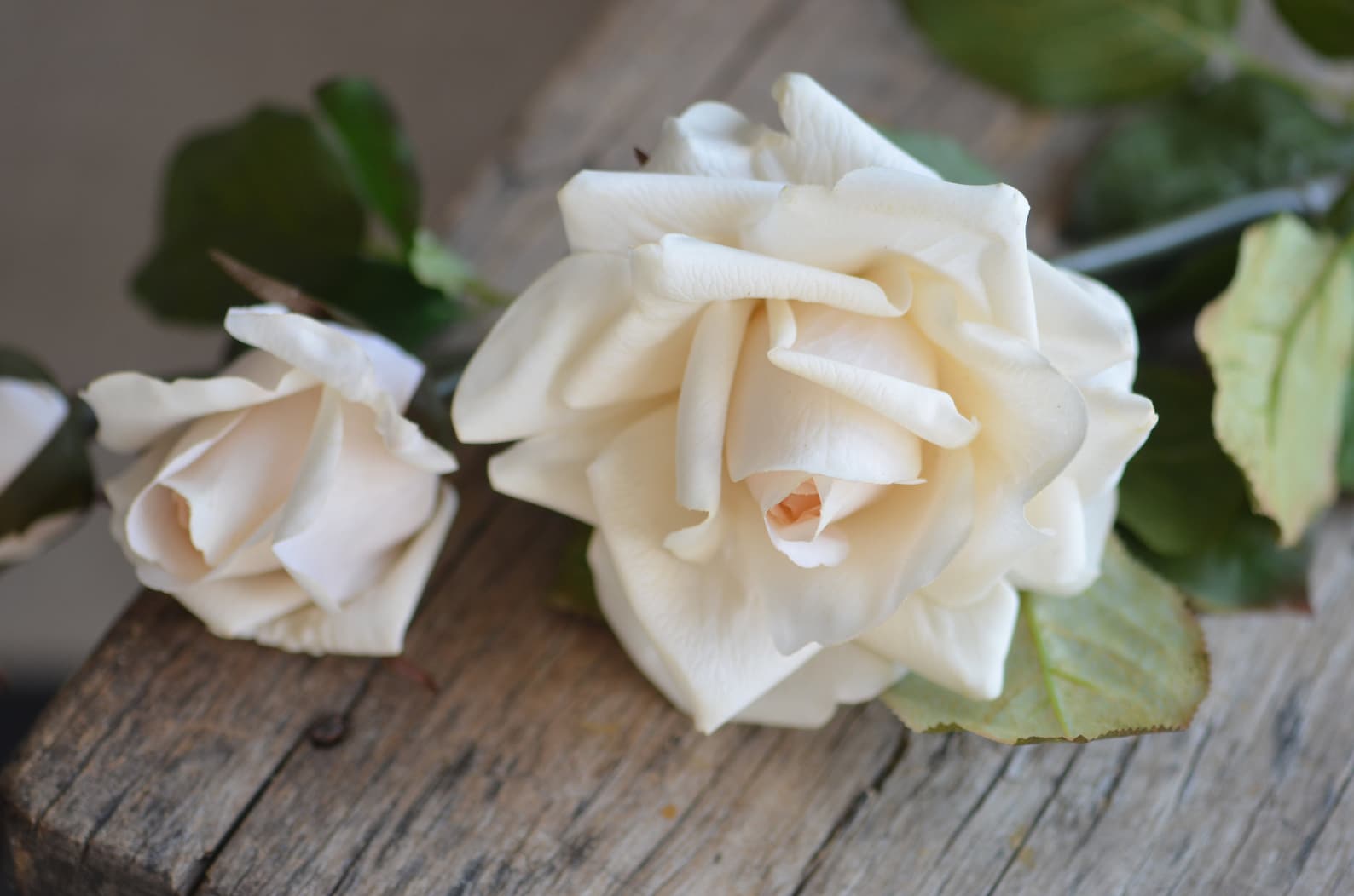 34"--3 Heads Bone White/dove White Real Touch Fake Roses, Dark Ivory ...