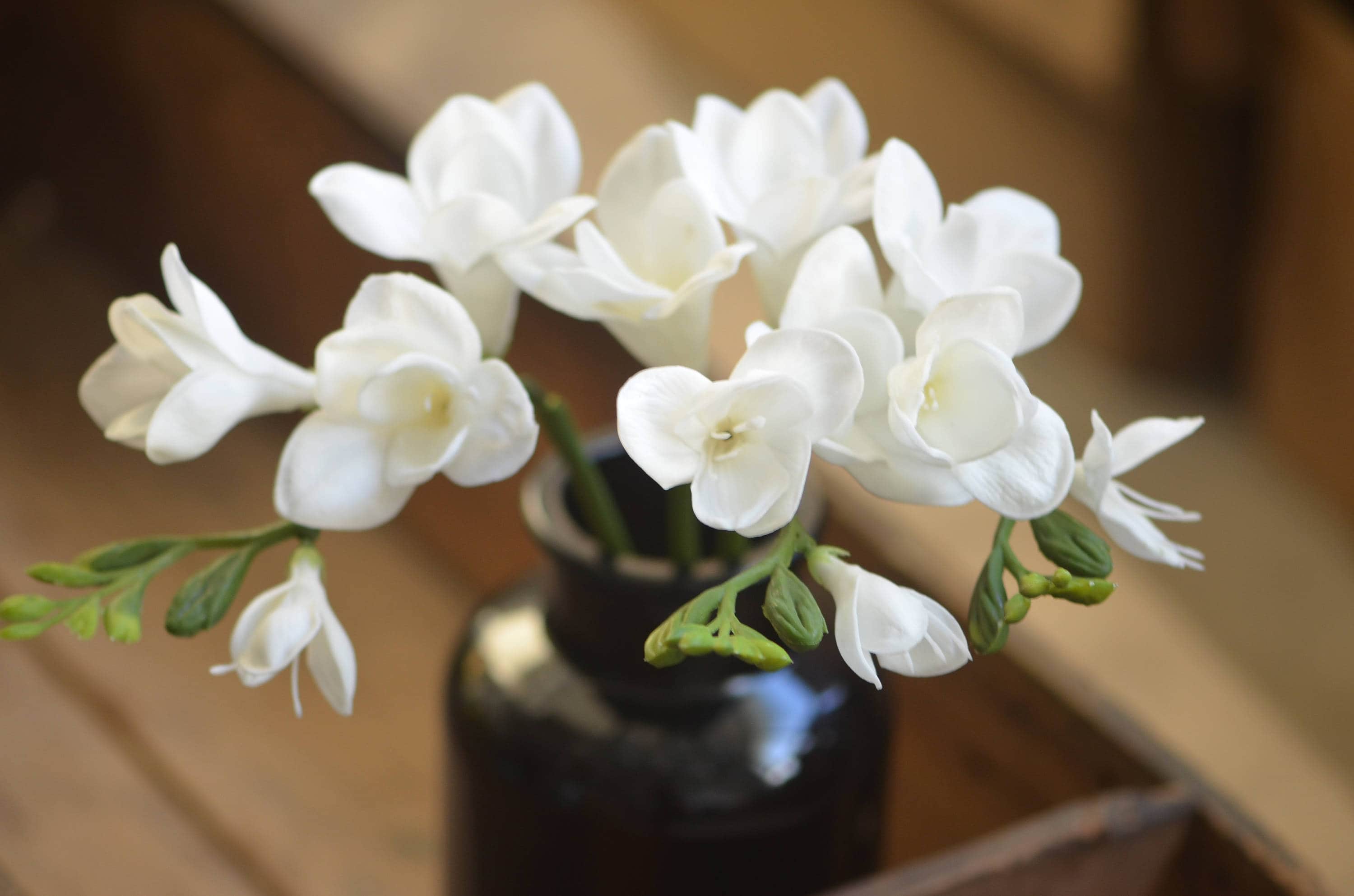 Ivory White Freesia Orchids Real Touch Flowers DIY - Etsy