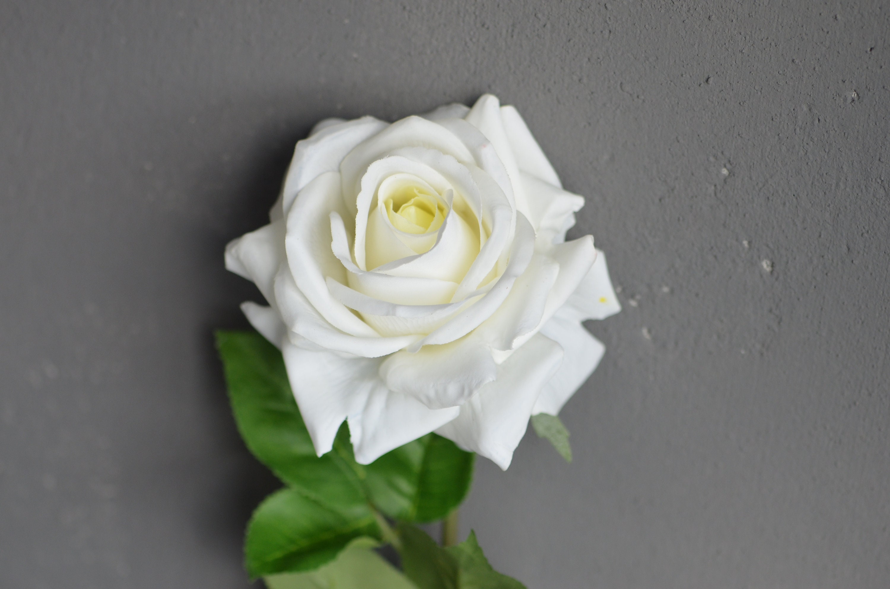 Single White Rose Flower
