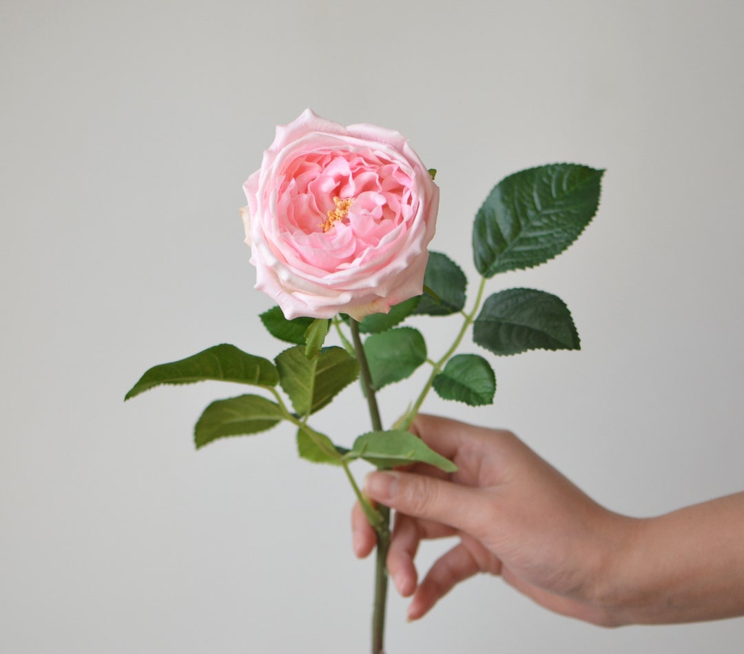 24" Pink Austin Cabbage Roses, Garden Roses, Real Touch Roses, Silk ...