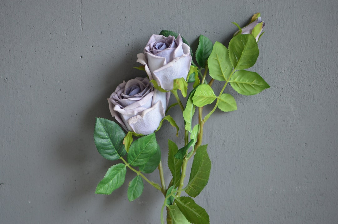 Mega Greige Color Roses, Old English Garden Roses, Real Touch ...