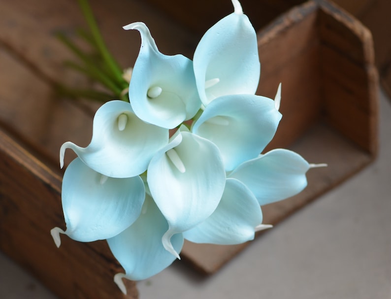 Egg Blue Turquoise Calla Lilies Real Touch Callas for DIY - Etsy