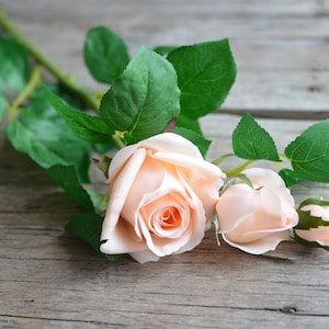 Rose rosa caffè Morandi, rosa azzurra Real Touch, rose rosa polveroso ...