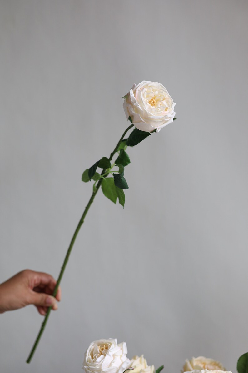 24” Faux Real Touch English Cabbage Roses-ivory, Extremly Realistic ...