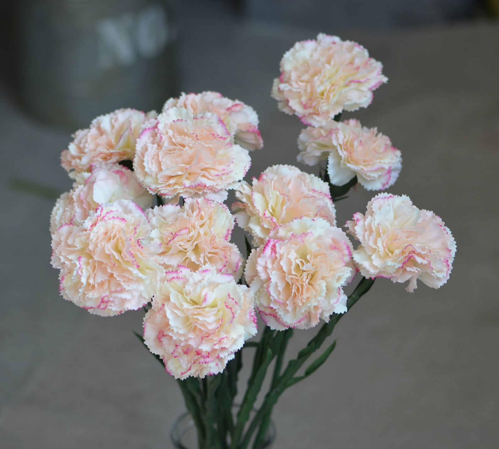 Peach Blush Carnations Real Touch Carnations DIY Wedding - Etsy