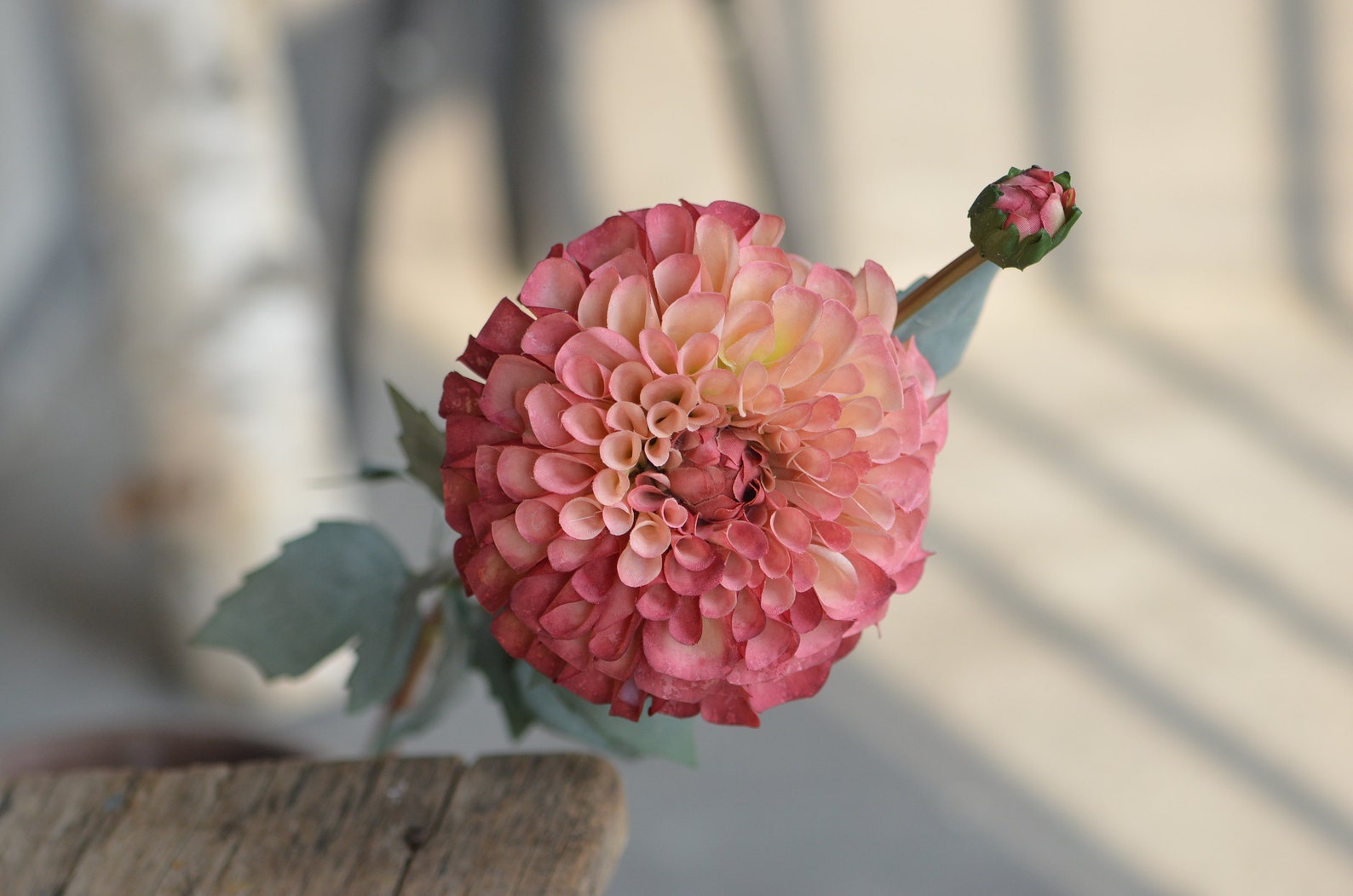Gradient Colors Dahlia, Artificial Dahlia Flowers, Big Ivory Dusty Pink ...