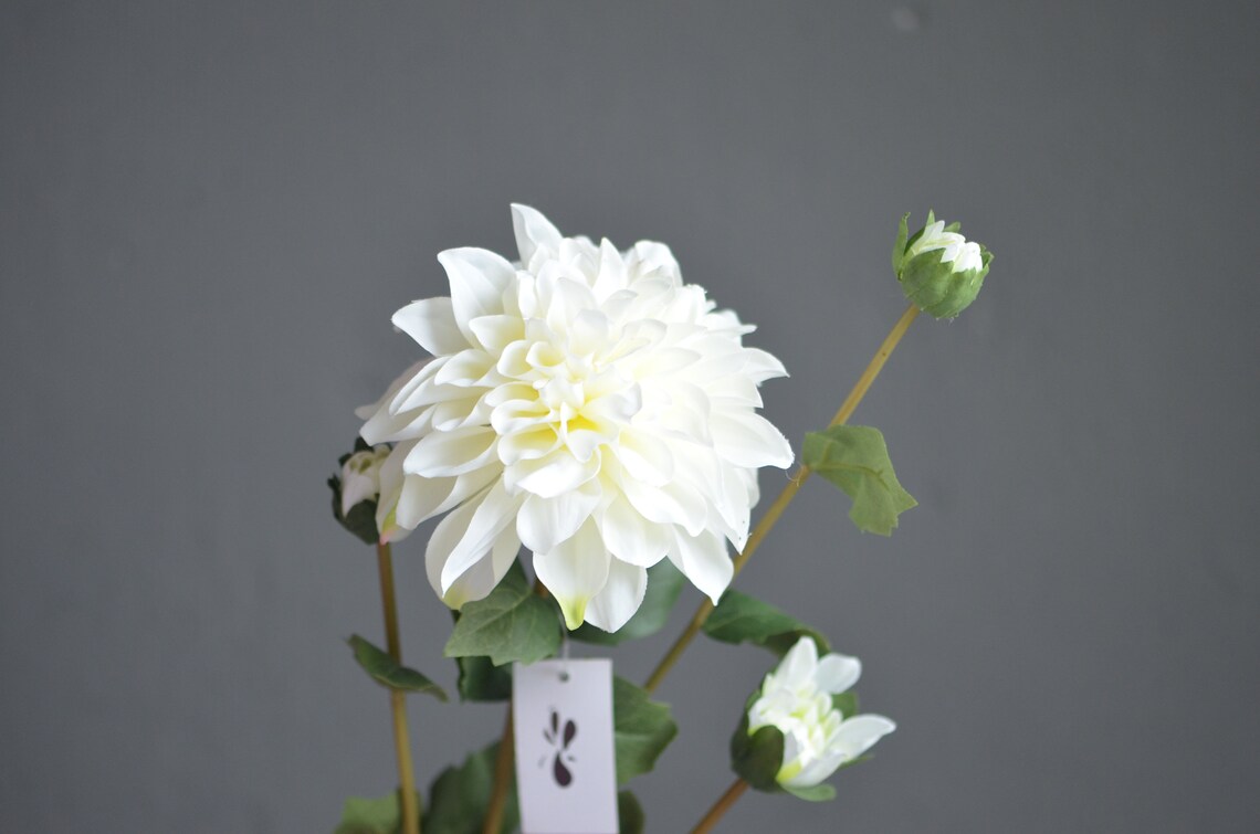 Dust Pink Ivory Faux Dahlia White Dahlia Flowers Gradient | Etsy