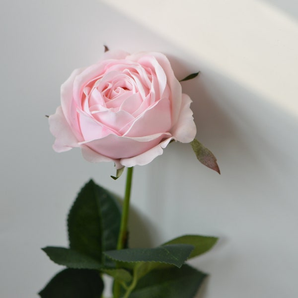 Pink Cabbage Rose - Etsy