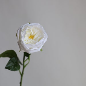 18.9” Faux Real Touch English Cabbage Roses-white/champagne/pink ...