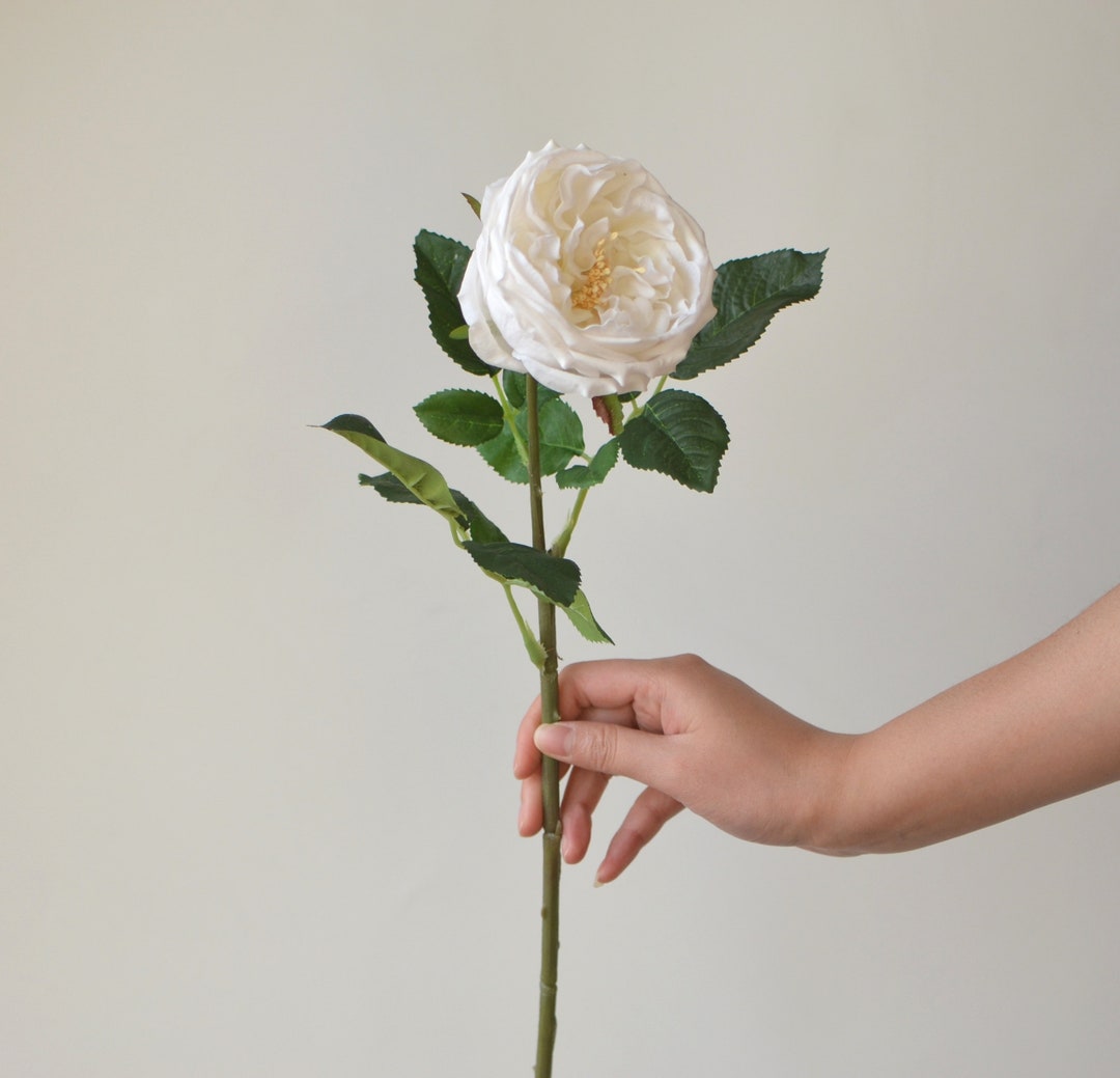 24" White Austin Cabbage Roses, Garden Roses, Real Touch Roses, Silk ...