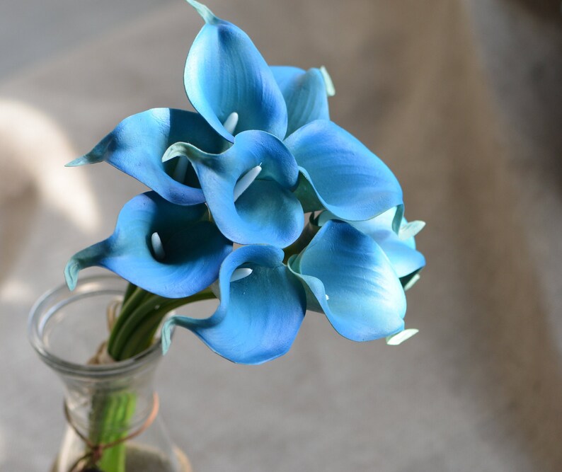 9 Dark Turquoise Blue Calla Lily Blue Real Touch Calla Lilies - Etsy