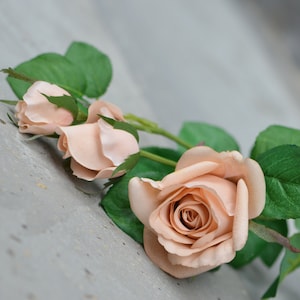 Rose rosa caffè Morandi, rosa azzurra Real Touch, rose rosa polveroso ...