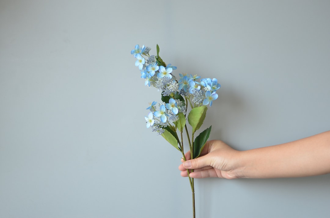 Blue Seeded Hydrangeas, Blue Wildflowers, Blue Filler Flowers, DIY ...