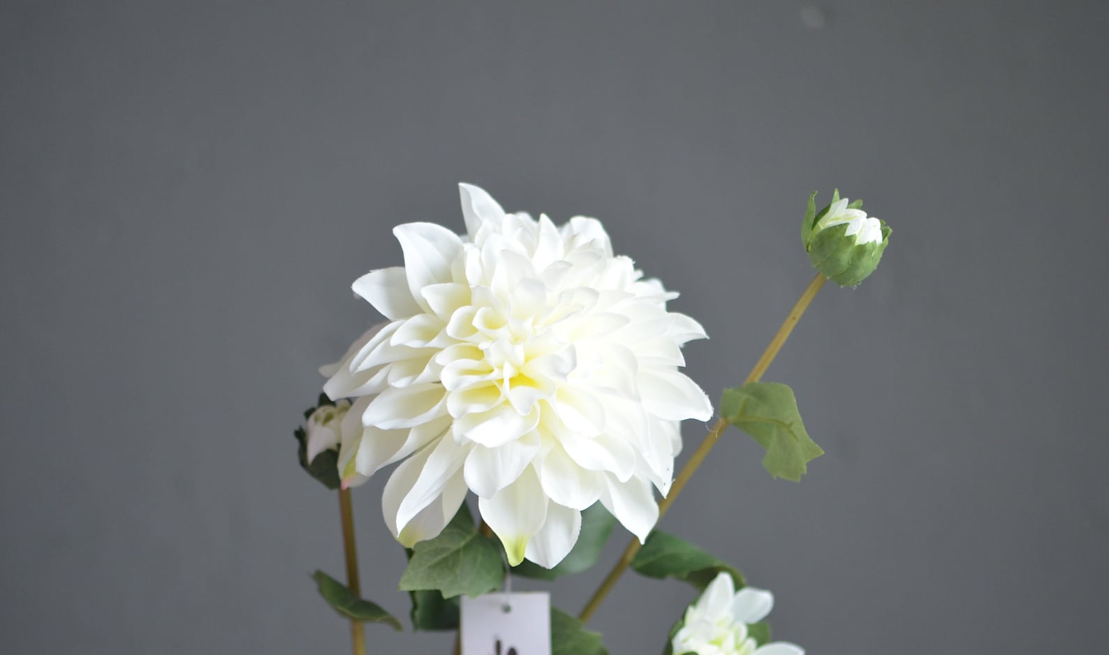 Dust Pink Ivory Faux Dahlia White Dahlia Flowers Gradient - Etsy