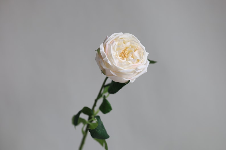 24” Faux Real Touch English Cabbage Roses-ivory, Extremly Realistic ...
