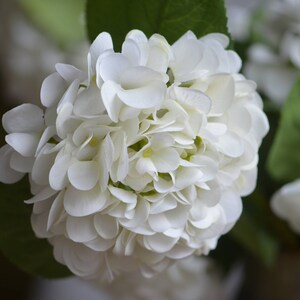 White Cream Hydrangeas Real Touch Hydrangeas DIY Silk Wedding - Etsy Canada
