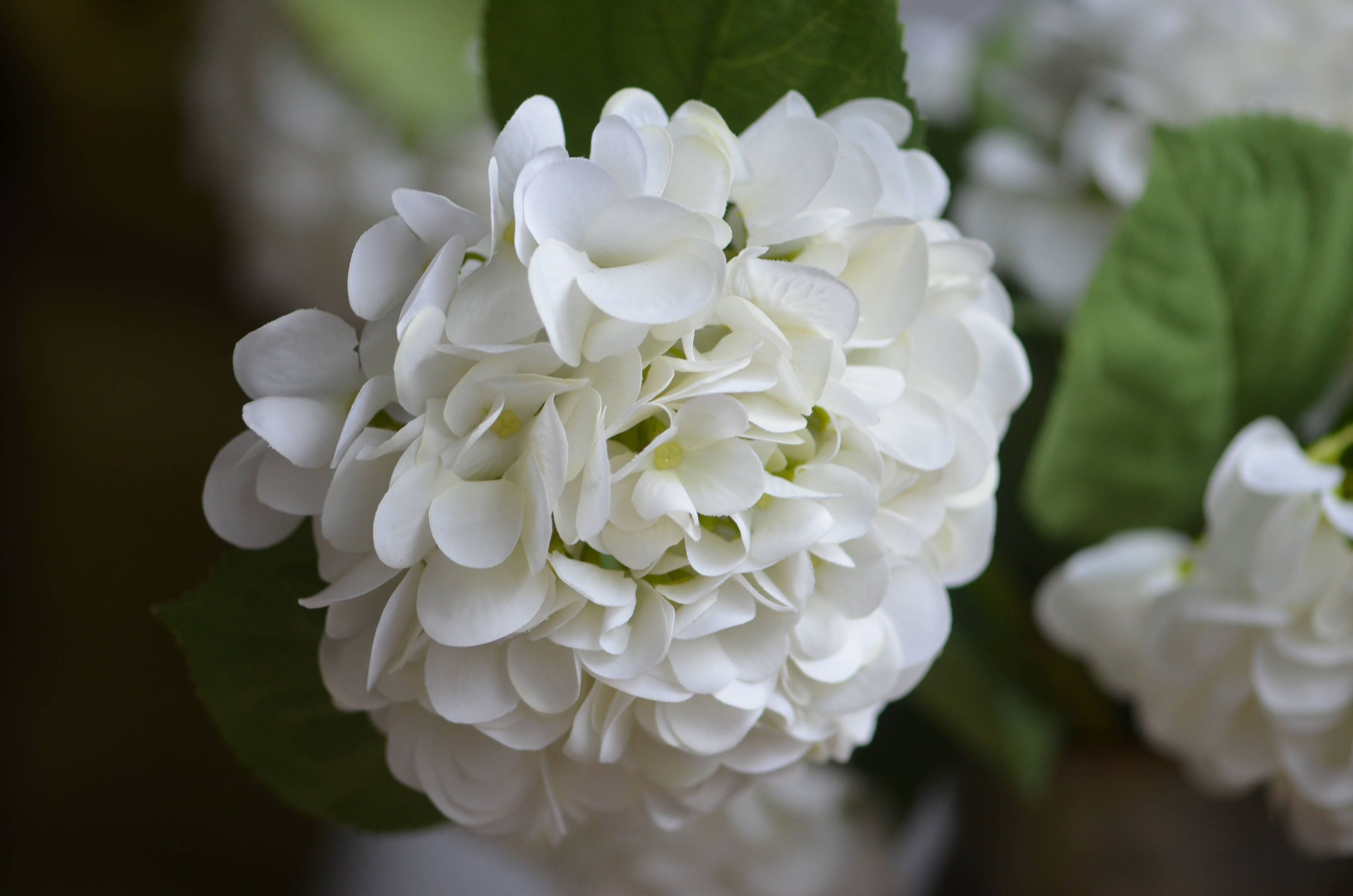 White Cream Hydrangeas Real Touch Hydrangeas DIY Silk Wedding - Etsy Canada