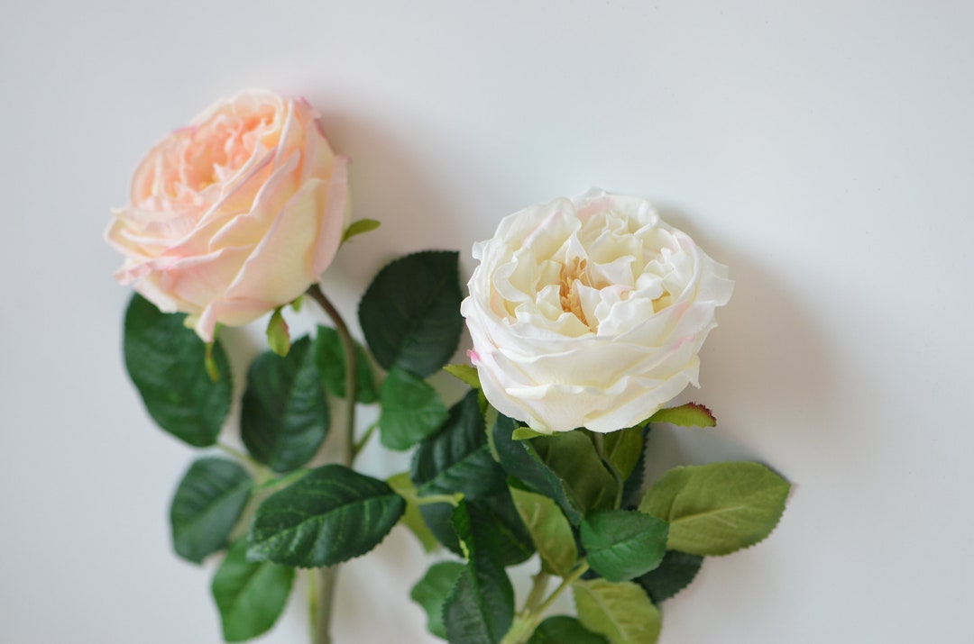 24" Austin Cabbage Roses, Garden Roses, Real Touch Roses, Blush Cream ...