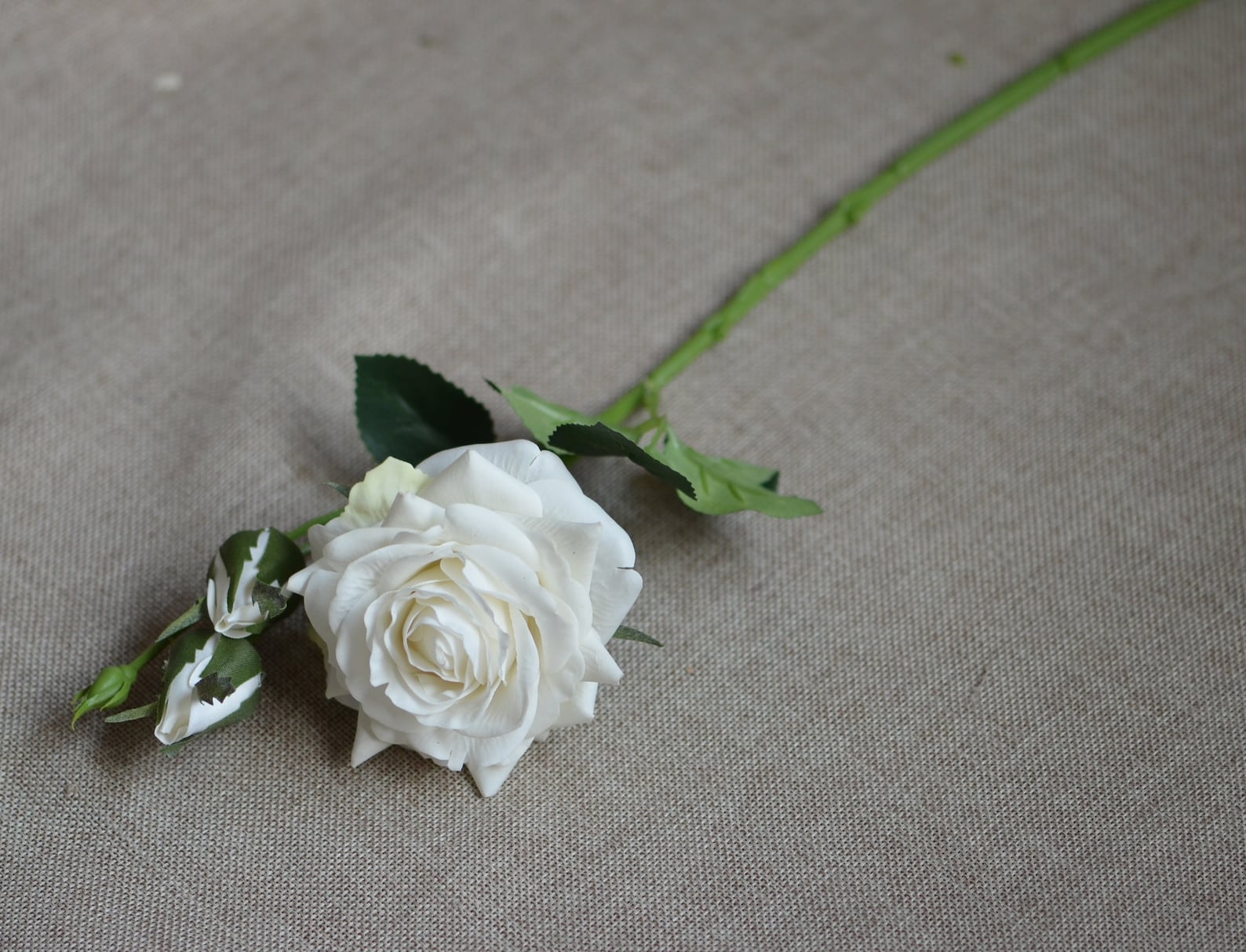 Off White Roses Real Touch Roses Flowers Silk Roses DIY - Etsy