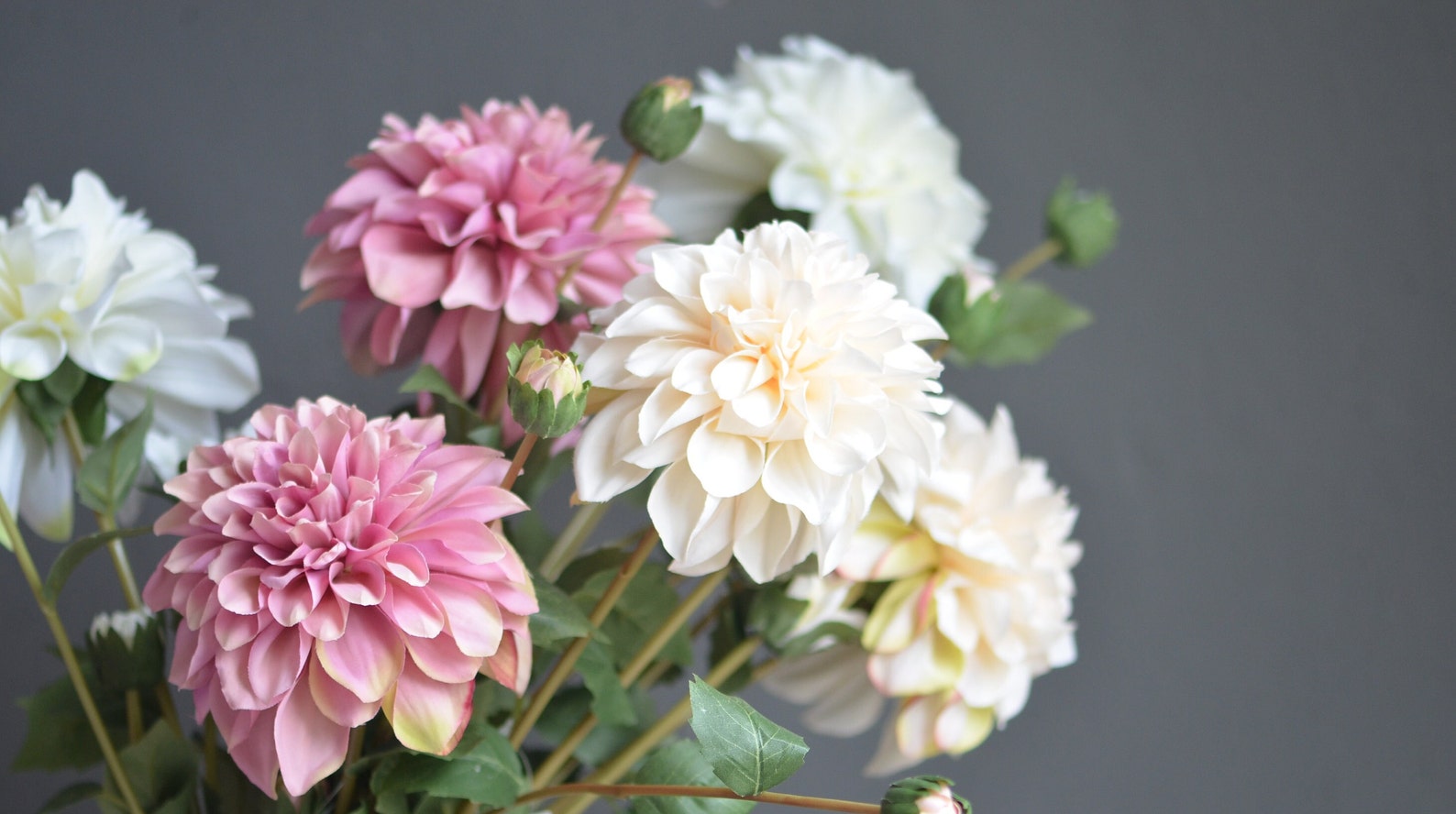 Dust Pink Ivory Faux Dahlia White Dahlia Flowers Gradient - Etsy