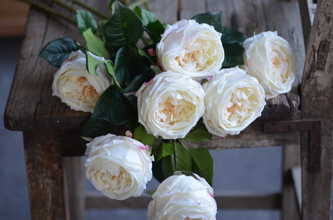 Ivory Austin Roses, Real Touch Artificial Roses, Cream White Cabbage ...
