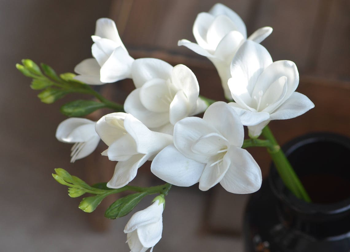 Ivory White Freesia Orchids Real Touch Flowers DIY - Etsy