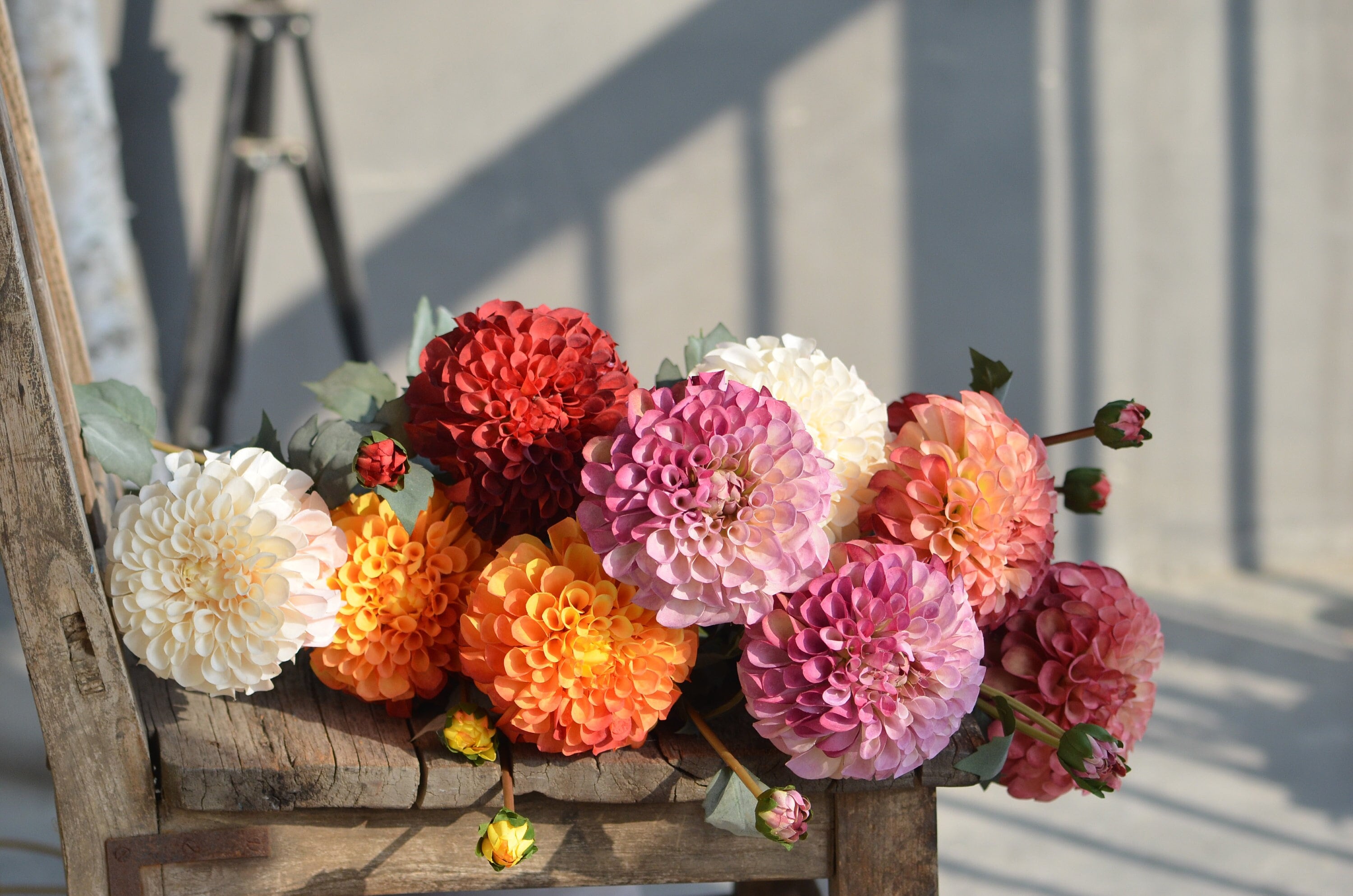 Gradient Colors Dahlia Artificial Dahlia Flowers Big Ivory - Etsy