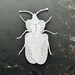 Art Collage, Paper Cutting , Bug Silhouette With Tracing Paper ,bug ...