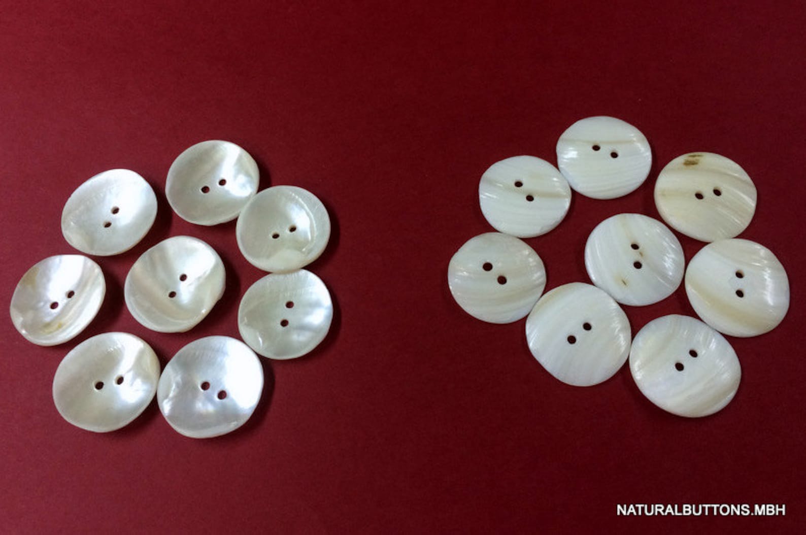 60 Natural River Shell Buttons Shell Button White Shell | Etsy