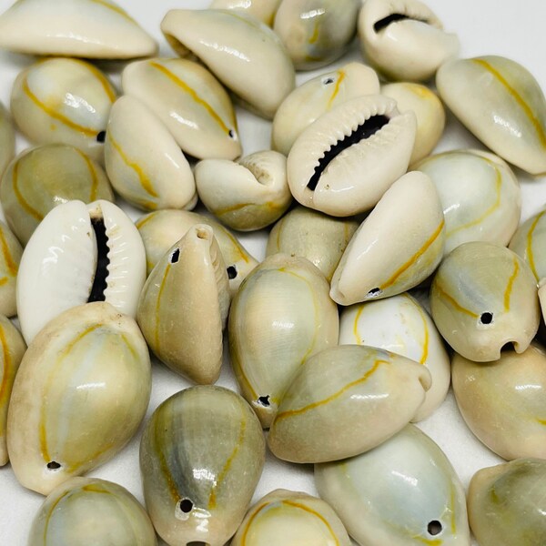 Drilled Seashells - Etsy