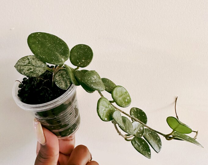 Hoya Mathilde Splash - Etsy