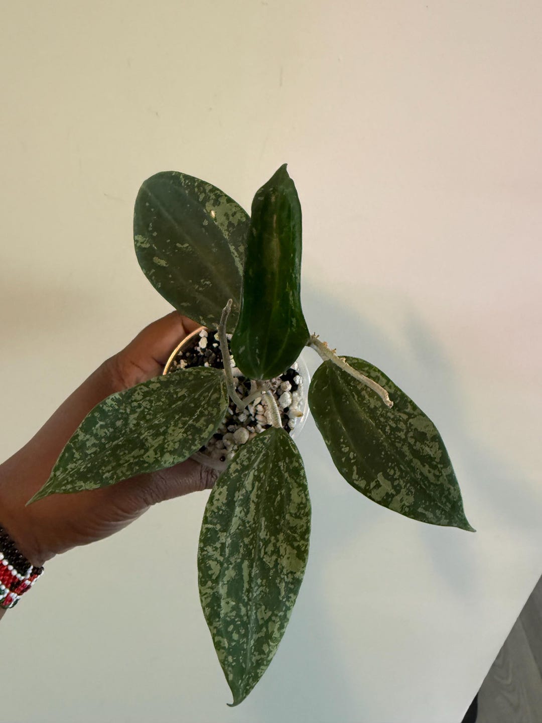 Hoya Macrophylla Splash - Etsy