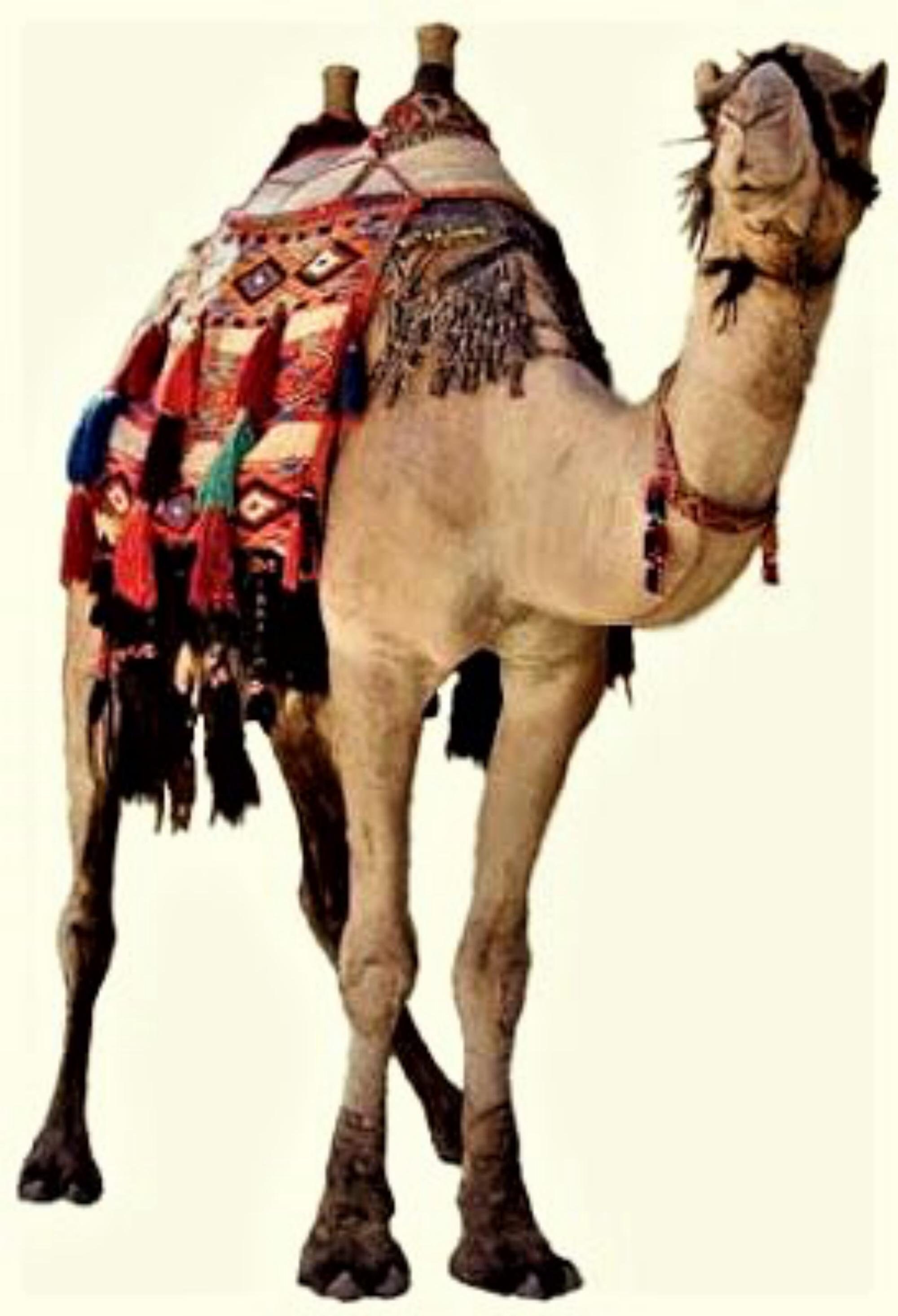 Vintage Middle Eastern Camel Saddle Bags, Ca 1970's, C1749 - Etsy