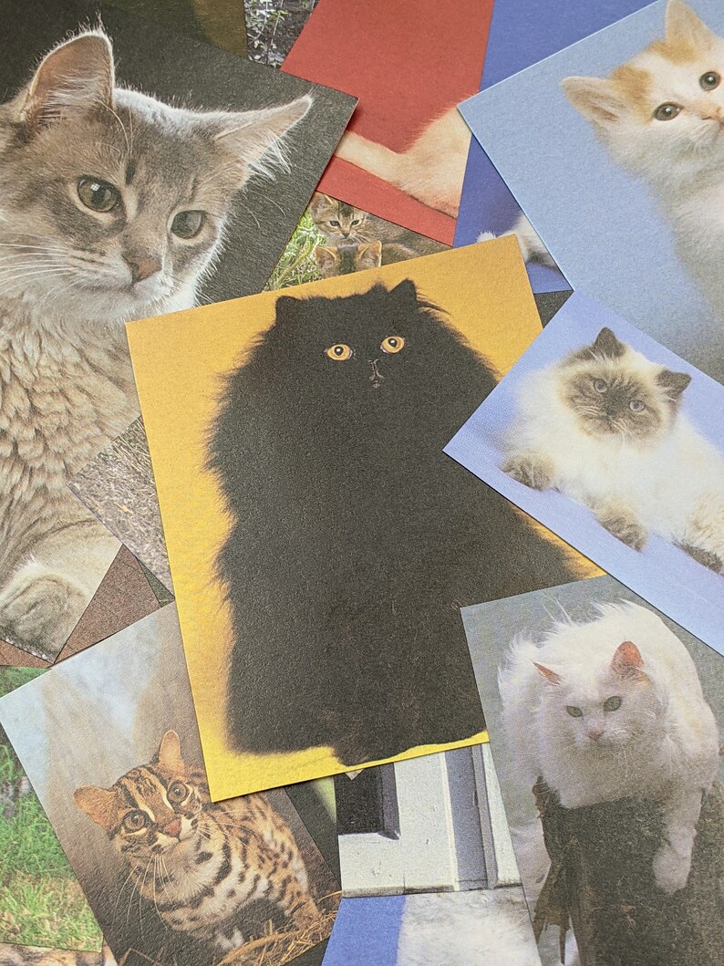 Cat Collage Kit Cat Kitten Pictures Cat Scrapbook Supplies - Etsy