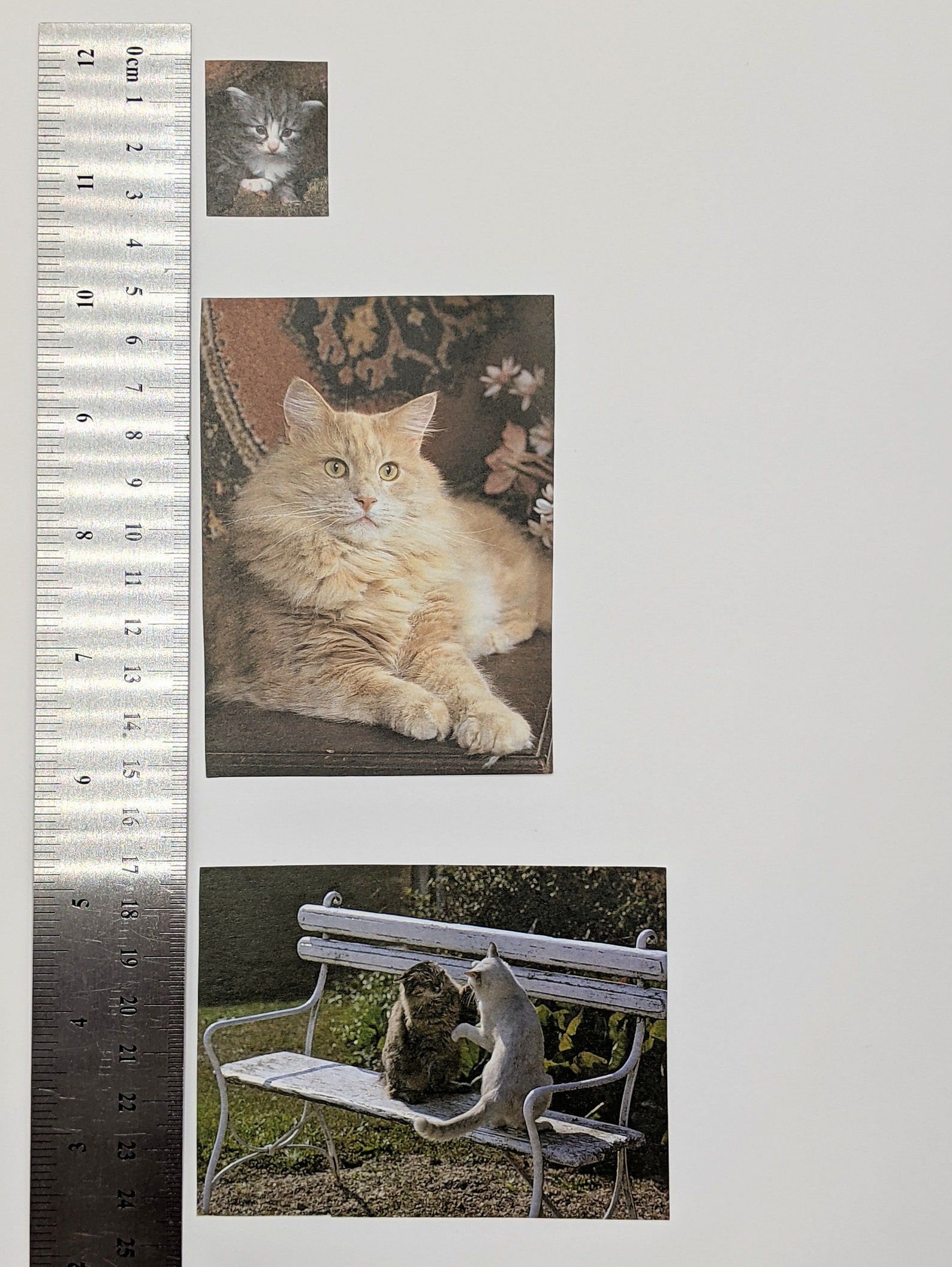 Cat Collage Kit Cat Kitten Pictures Cat Scrapbook Supplies - Etsy