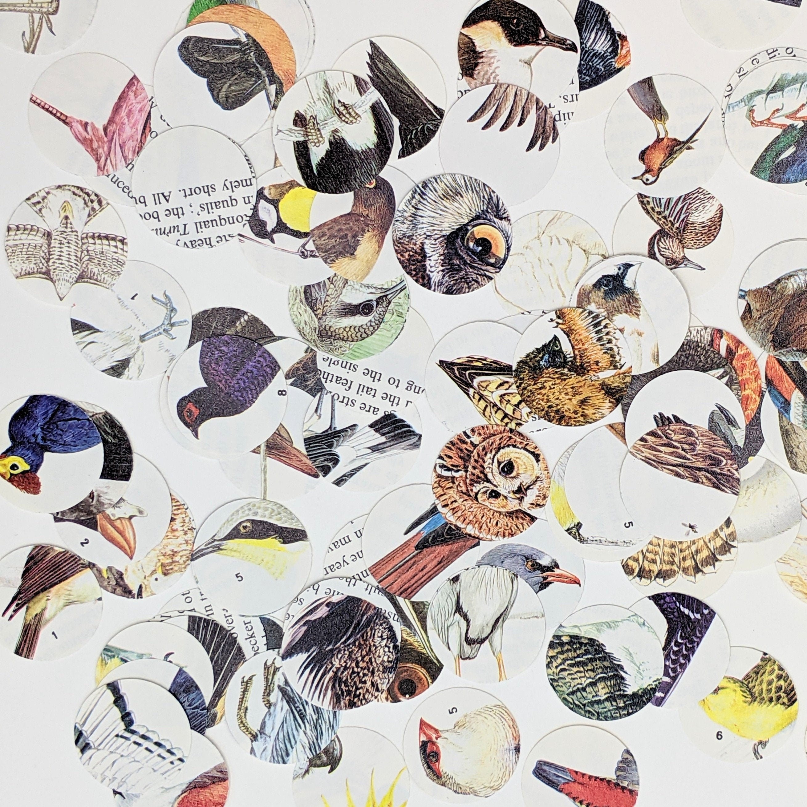 Bird Confetti, Nature Crafts, Vintage Bird Prints, Recycled Confetti ...