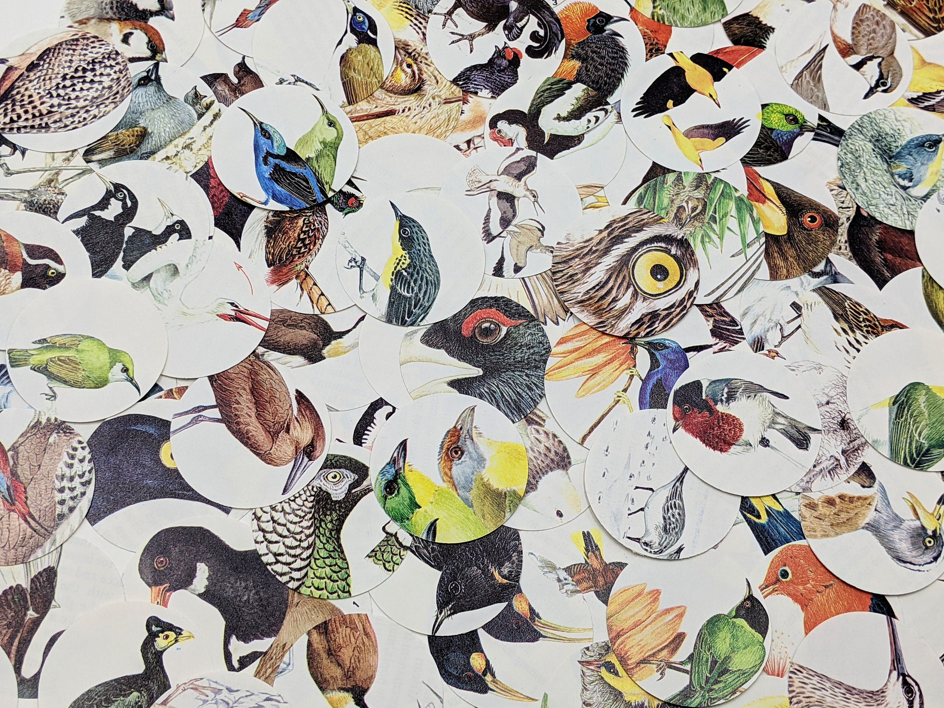 Bird Confetti Nature Crafts Vintage Bird Prints Recycled - Etsy