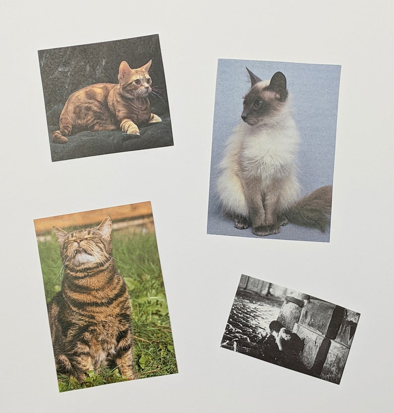 Cat Collage Kit Cat Kitten Pictures Cat Scrapbook Supplies - Etsy