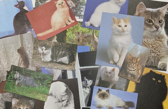 Cat Collage Kit Cat Kitten Pictures Cat Scrapbook Supplies - Etsy