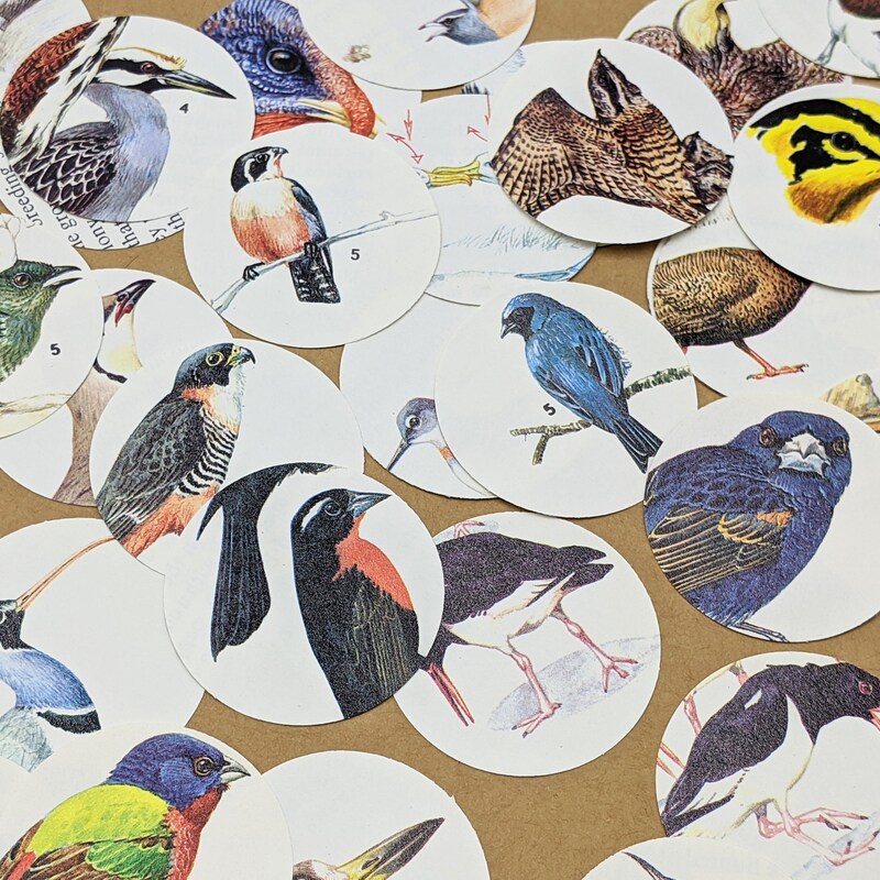 Bird Confetti - Etsy